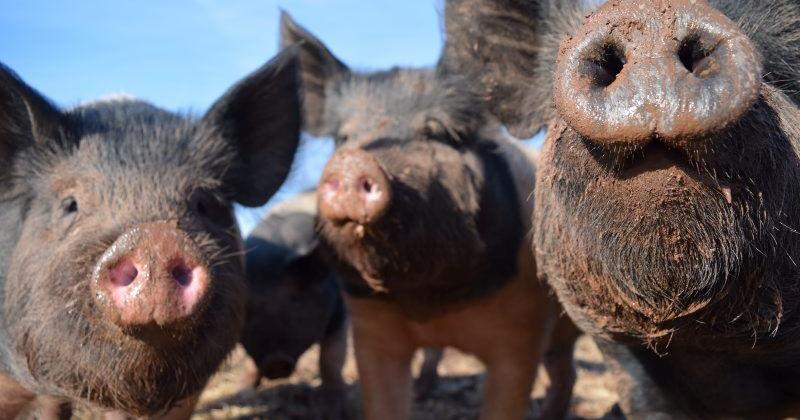 Keeping Your Pigs Cool During the Hottest Days of the Summer ...