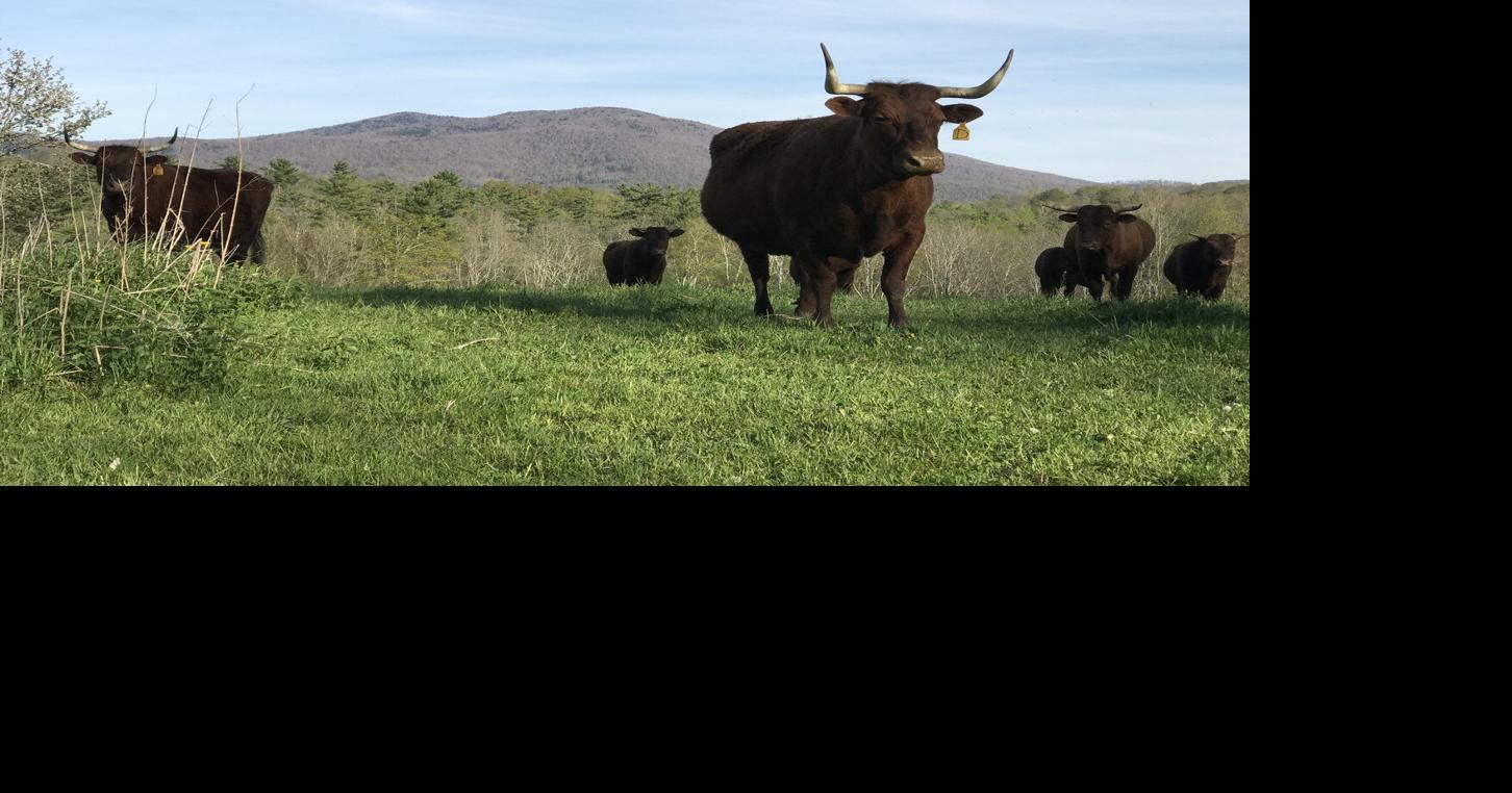 American Milking Devons the Perfect Breed for This Vermont Homestead ...