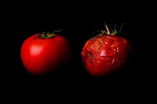 Is That Tomato Rotten Or Is It Safe to Eat? | Gardening Tips and How-To ...