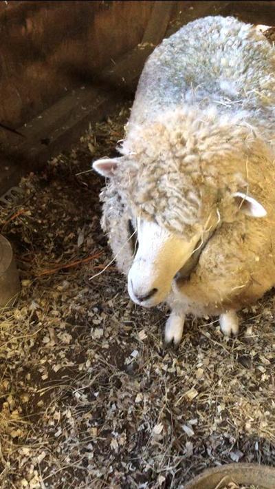 Virginia Continues to Track Scrapie | Livestock News | lancasterfarming.com