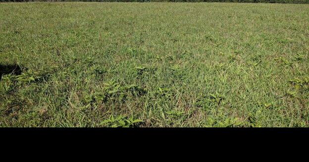 Best Practices for Managing Biennial and Perennial Weeds in Forages in ...