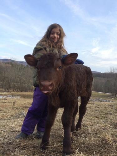 American Milking Devons the Perfect Breed for This Vermont Homestead ...