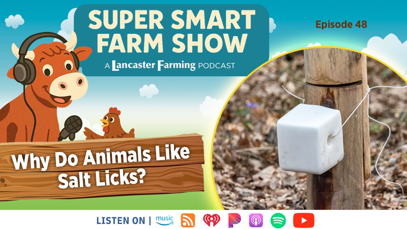 Why Do Animals Like Salt Licks? | Super Smart Farm Show ...