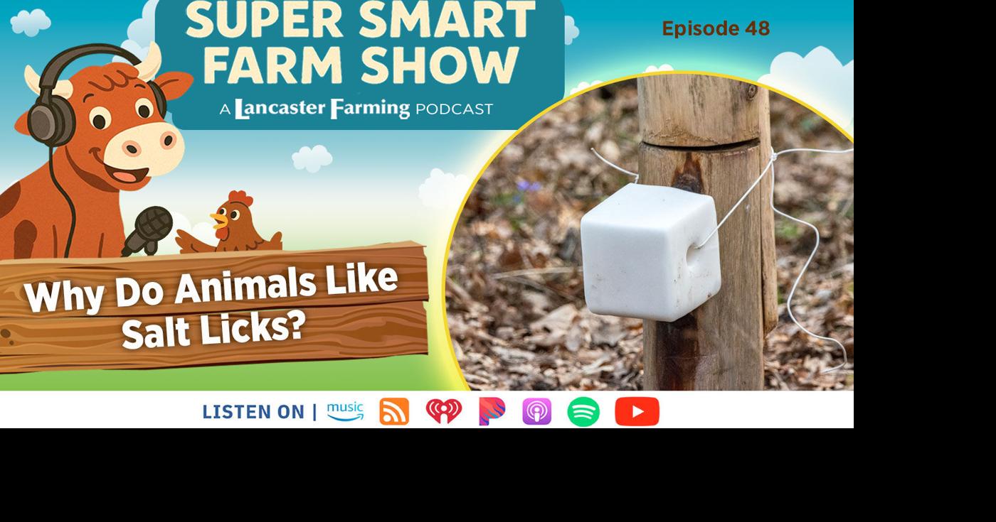 Why Do Animals Like Salt Licks? | Super Smart Farm Show ...