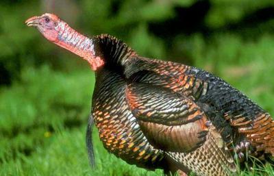 Pa. Spring Gobbler Season Kicks Off With Youth Hunt | Outdoor Sports ...