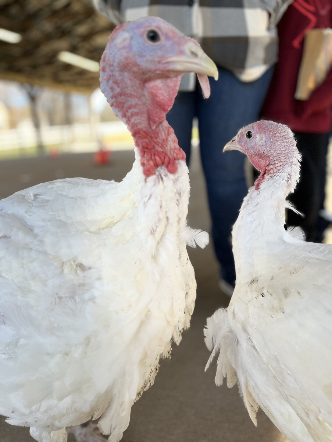Taste for BJE Poultry's Turkey Extends Beyond Thanksgiving | Poultry ...