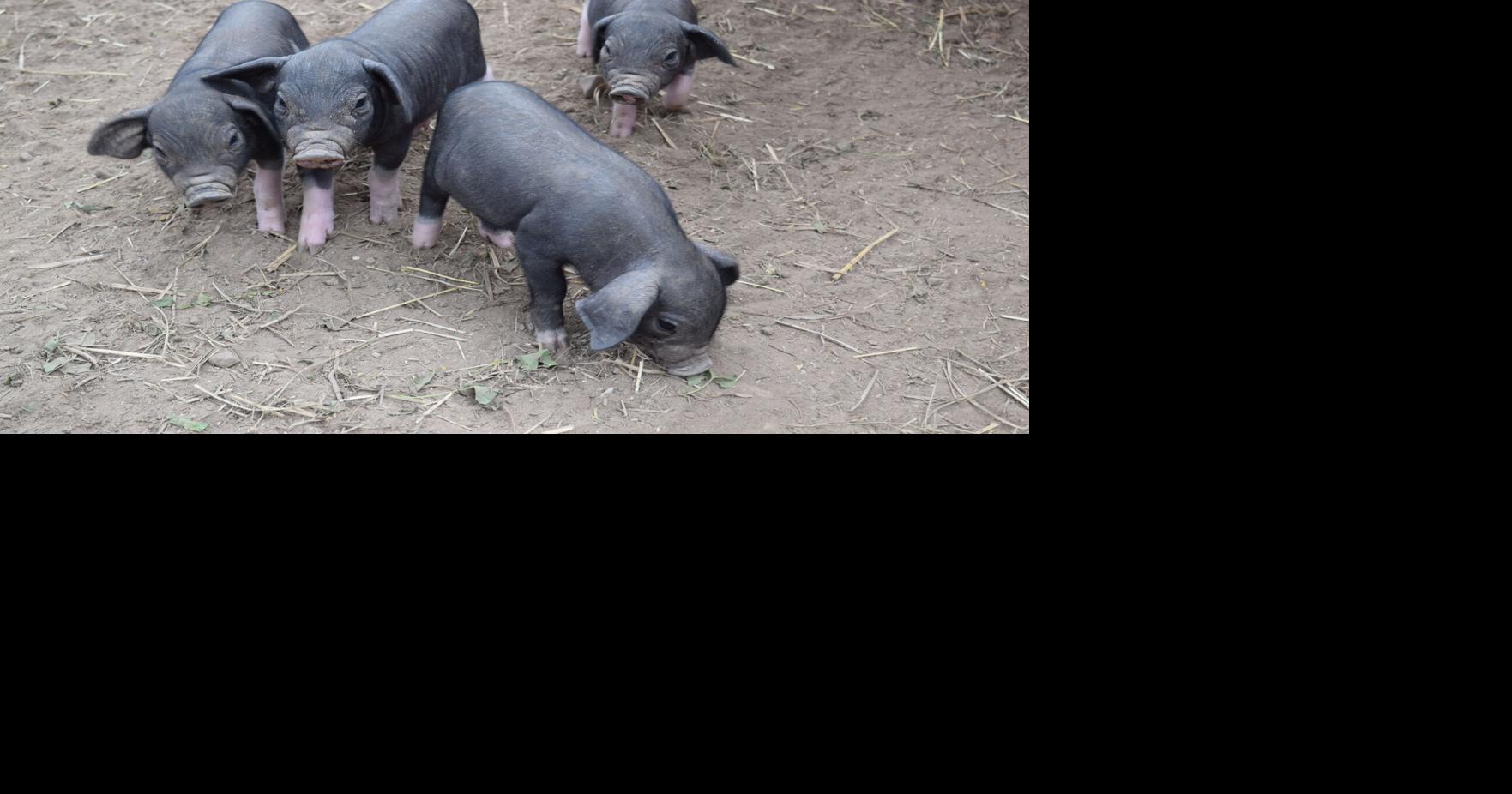 Rare Meishan Pigs Have Good Personalities, Tasty Meat | Livestock News ...