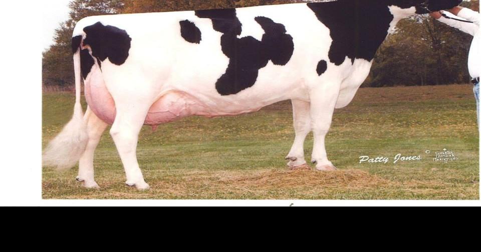 Cow of the Week: Tri-Day Ashlyn | Community | lancasterfarming.com