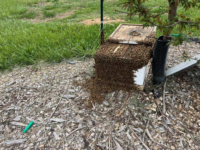 Spring Is Back and Farmers and Bees Are Thriving | Farm and Rural ...