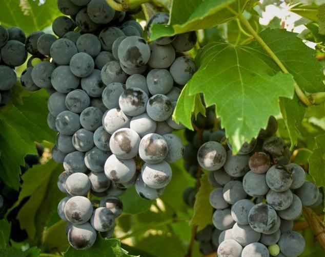 Everest Grape Lives Up to Name | | lancasterfarming.com
