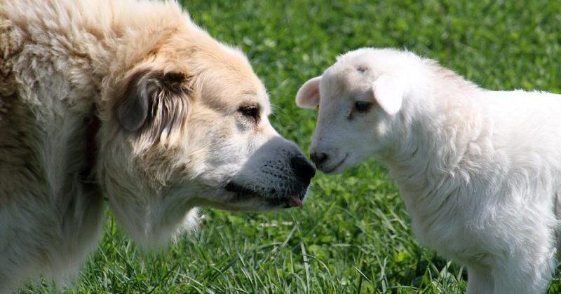 Livestock Guardians: Between Working Dogs and Pets | Farming and ...