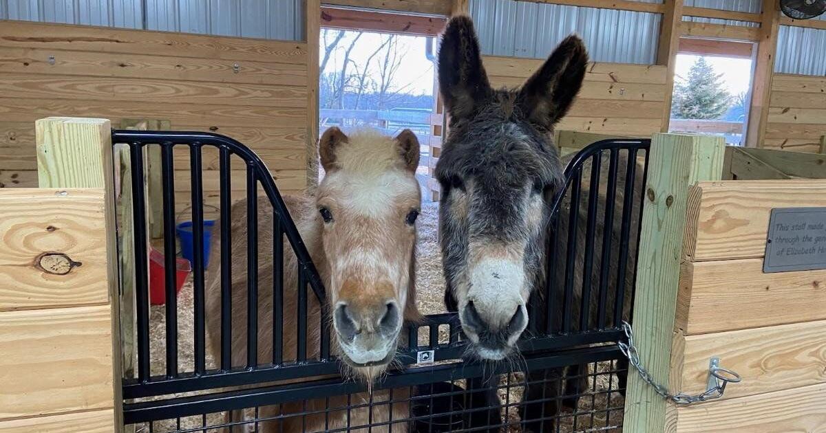 Little Longears Ready to Rescue Miniature Donkeys in Need | Horse News ...