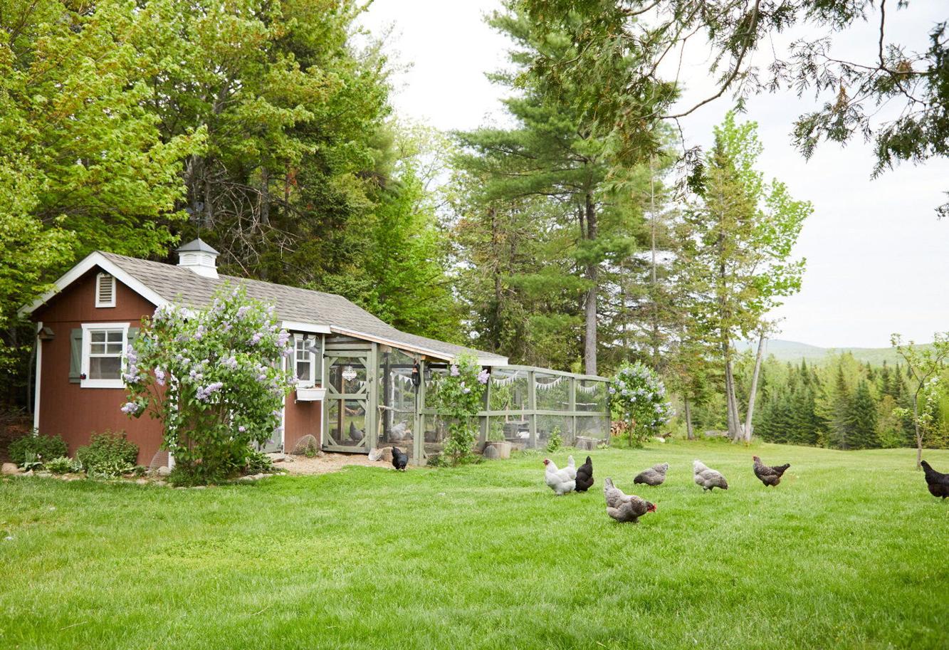 Backyard Enthusiasts Flock to Specialty Chicken Hybrid Breeds | Poultry ...