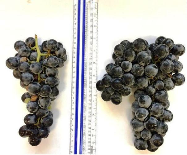 Everest Grape Lives Up to Name | | lancasterfarming.com