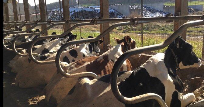 Keep It Dry and Cool: Disease Prevention in Cows During the Warmer ...