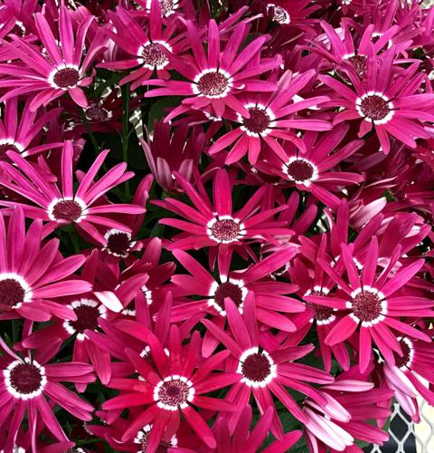 New Plant Varieties for 2024: Annuals, Shrubs and Perennials ...