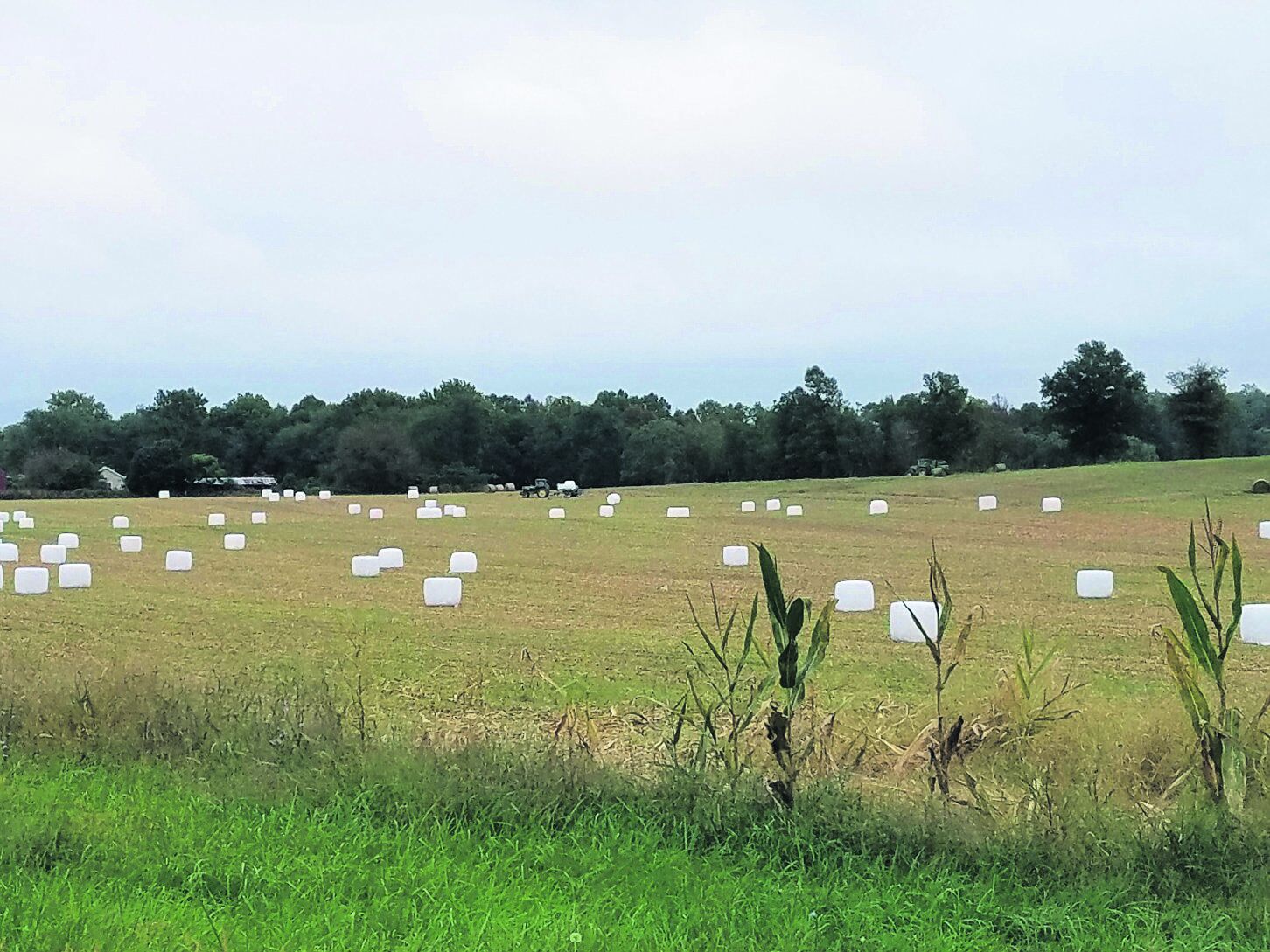 What to Know Before Buying Bulk Hay For Horses | Horse News and Equine ...