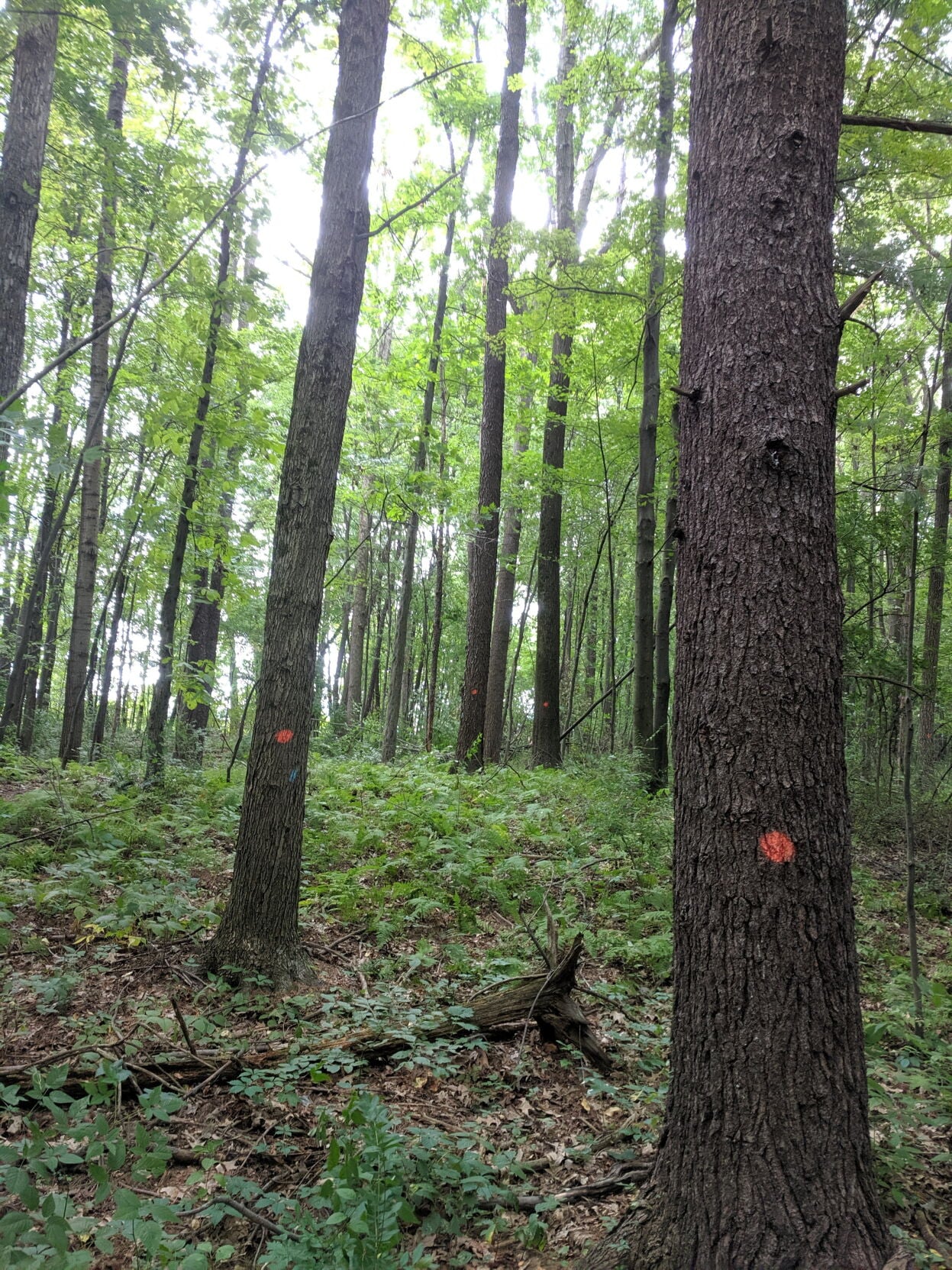 You Just Acquired a Woodlot — Now What? | Farming and Agricultural News ...