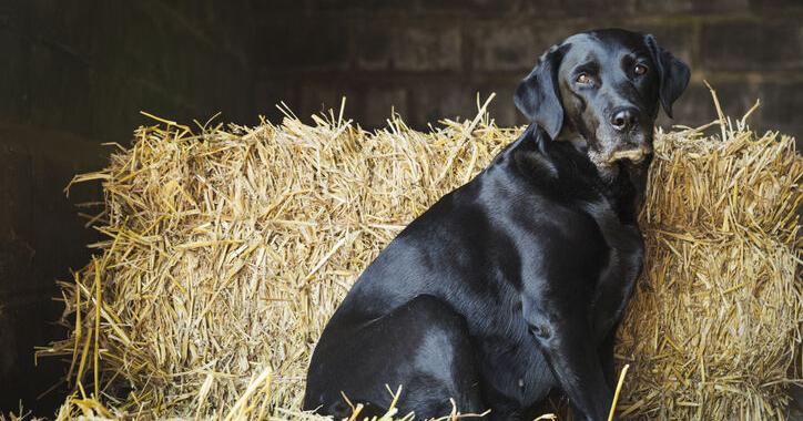 Loving Our Farm Pets | Farm and Rural Family Life | lancasterfarming.com