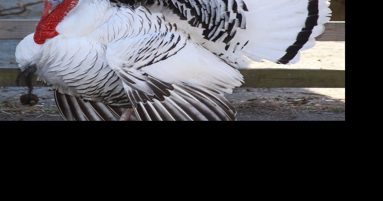 Heritage or Production Turkeys: Which Are the Best Fit for Your Poultry ...