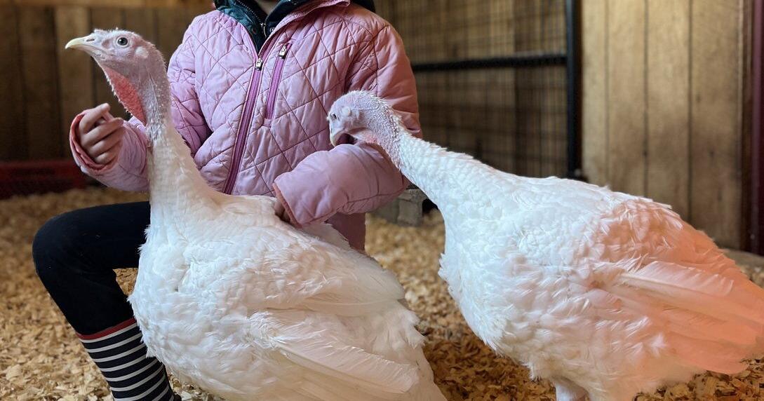 Market Turkeys Mark the Return of Live Poultry to PA Farm Show | Farm ...
