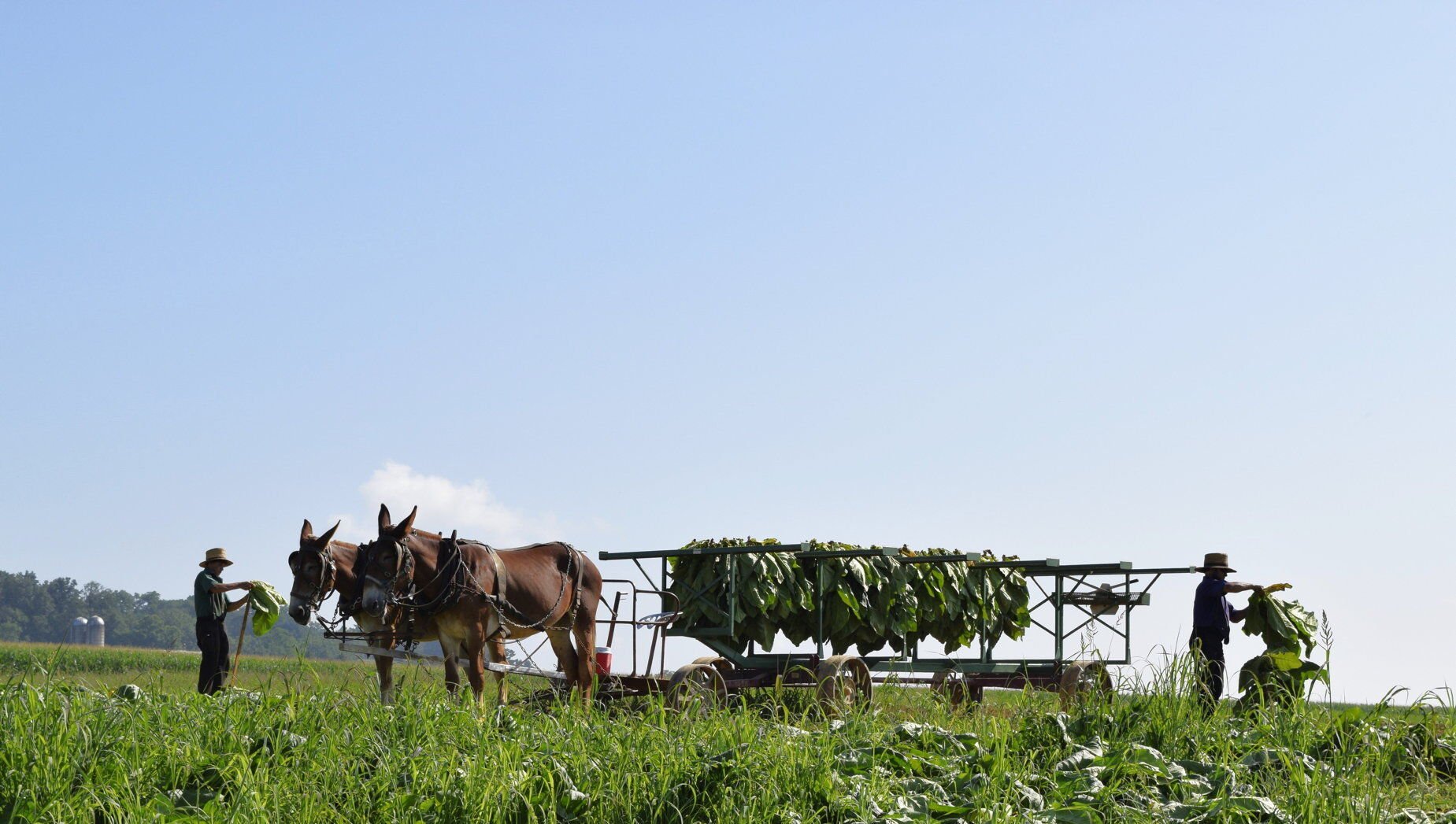 Sustaining the Tobacco Industry With Good Agronomy and Mechanization ...