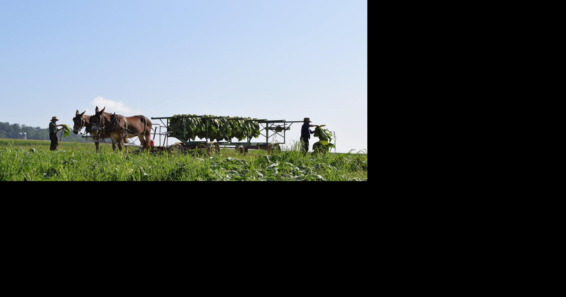 Good Year for Tobacco Despite Rain, Disease | Field Crop News ...