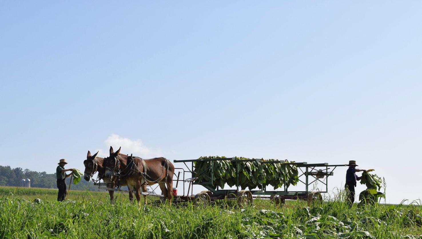 Sustaining the Tobacco Industry With Good Agronomy and Mechanization ...