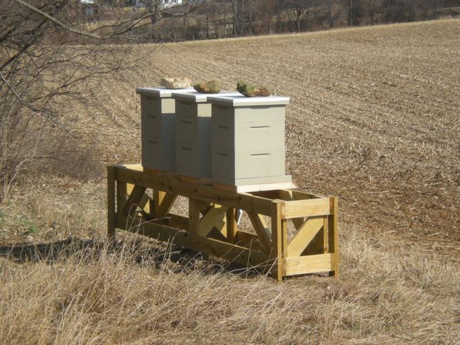 New American Foulbrood Vaccine Should Help Apiarists Keep Hives Healthy ...