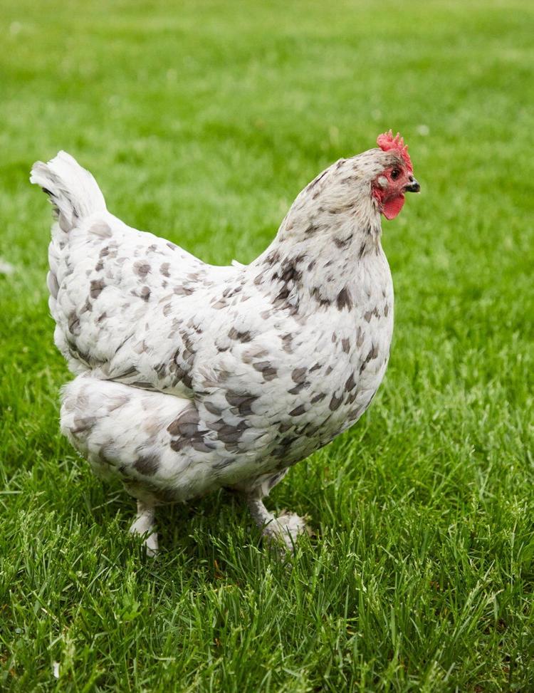 Backyard Enthusiasts Flock to Specialty Chicken Hybrid Breeds - Poultry ...