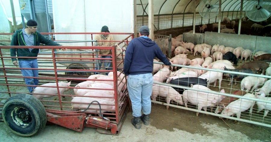 Sweet Stem Farm: Growing for a Niche Market | Farming and Agricultural ...