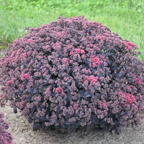 New Plant Varieties for 2024: Annuals, Shrubs and Perennials ...