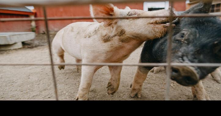 Bowling Balls Make Surprising Toys for Pigs | Farm and Rural Family ...