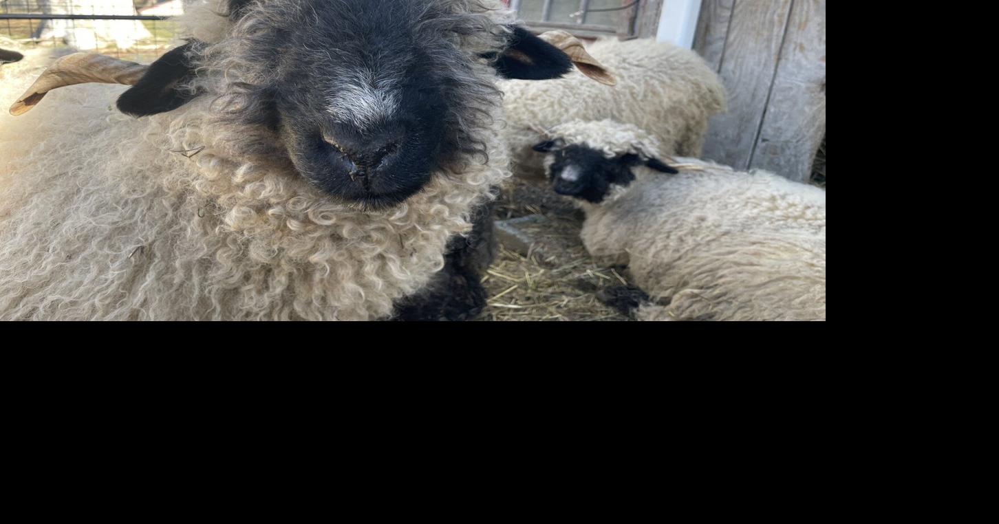 Valais Blacknose Sheep are Cute, Friendly and Expensive | Livestock ...