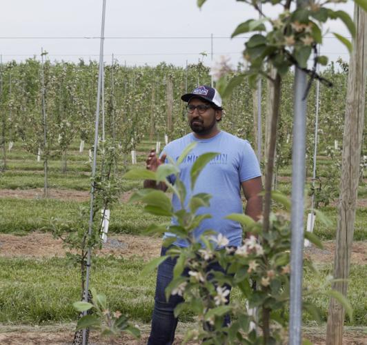 Fruit Growers Learn About New Apple Varieties and Blotch Control at ...