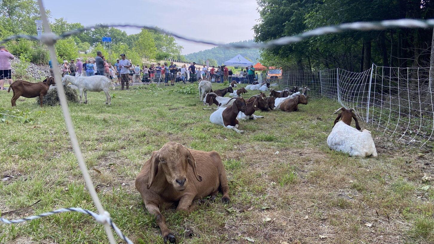 Poultry & Small Animal Market Reports | lancasterfarming.com