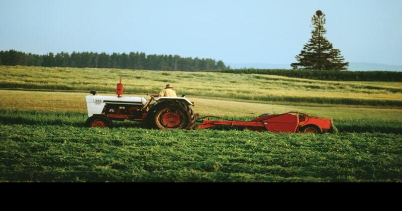 Scouting Timothy Fields for Timothy Mite | Field Crop News ...