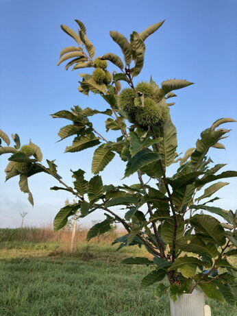 Pennsylvania Grower Lauds Chestnuts as Cash Crop | Conservation and ...