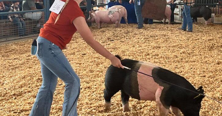 Girls Show Their Power at Solanco Fair Swine Judging | Farm Shows ...