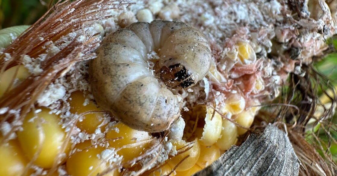 What to Look for While Scouting Caterpillar Species in Corn | Field ...