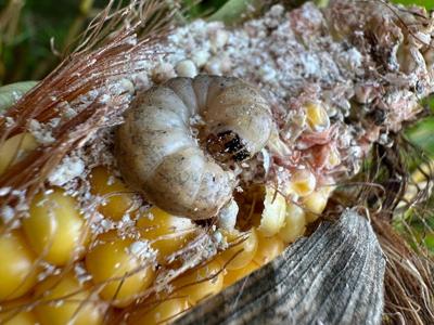 western bean cutworm scouting