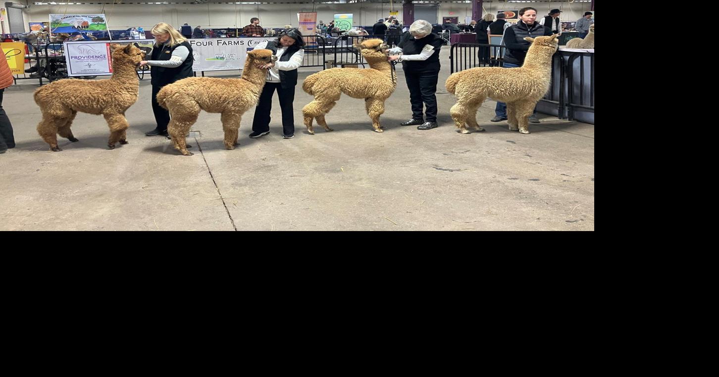 Alpaca and Their Fans Flock to Pennsylvania for Annual Jamboree ...