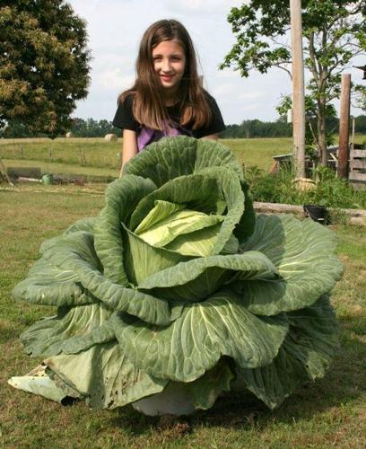 Monster Cabbage Reaps Cash Prize | Farming and Agricultural News ...