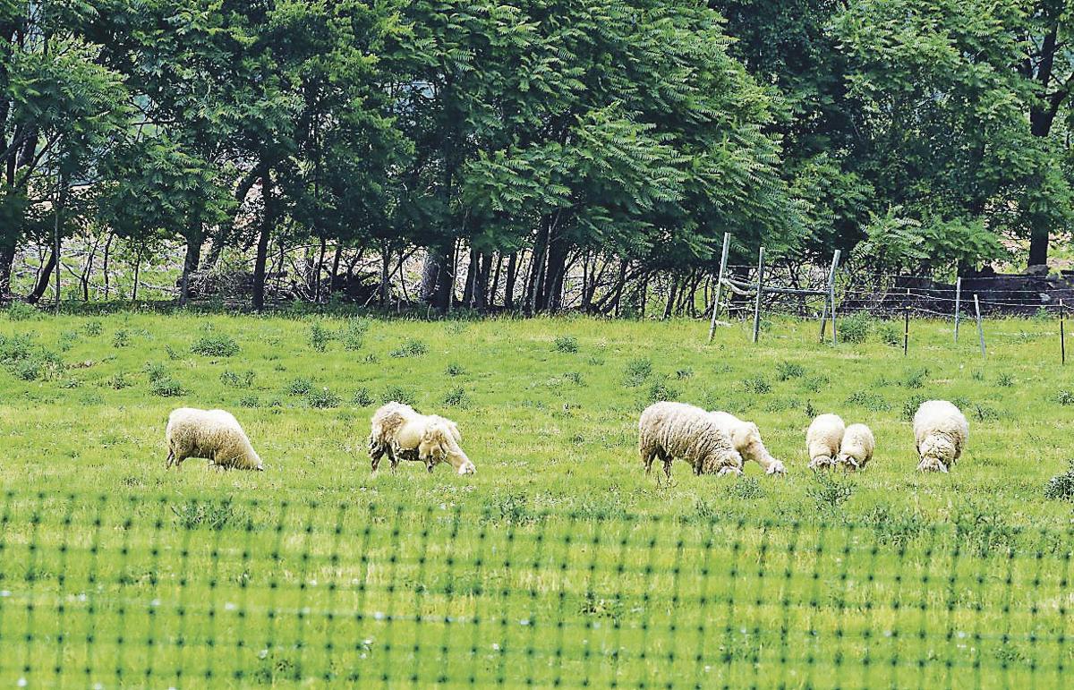 Sheep’s Milk Opens Niche Market for Southside Va. Farm ...