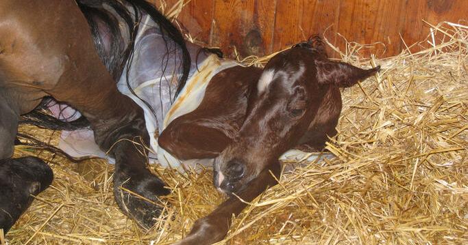 A Step-by-Step Guide to Caring for the Newborn Foal | Horse News and ...
