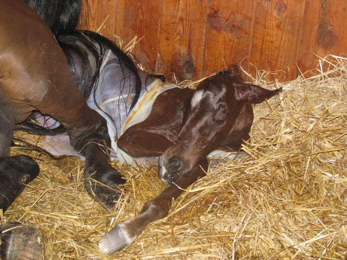 A Step-by-Step Guide to Caring for the Newborn Foal | Horse News and ...