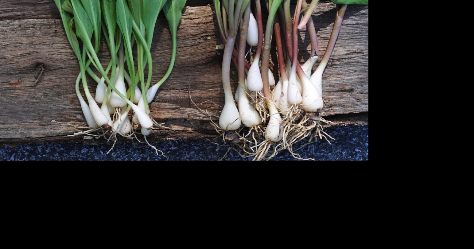 how to cook wild leeks