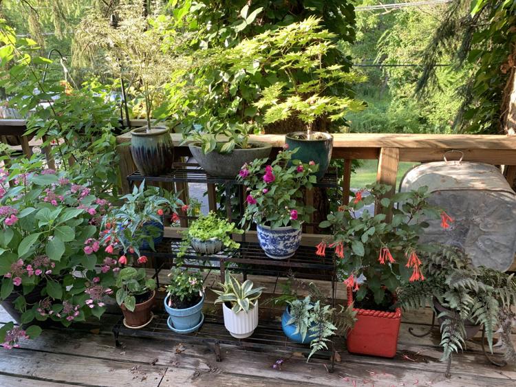 5 Tips for Keeping Container Plants Lush and Beautiful Through Summer’s ...