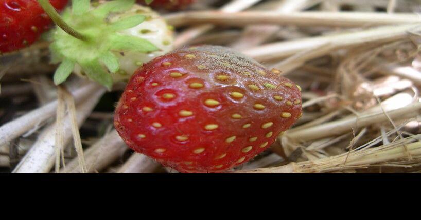 Managing Botrytis on Strawberry Plants | Fruit and Vegetable Farming ...