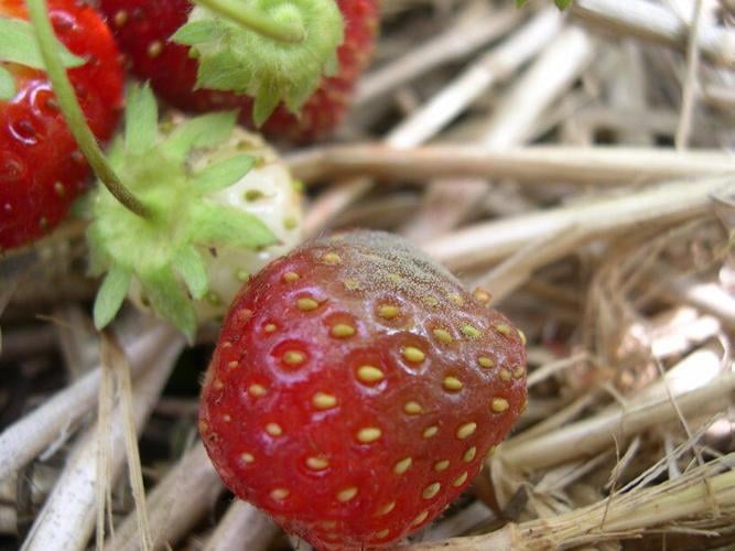 Managing Botrytis on Strawberry Plants | Fruit and Vegetable Farming ...
